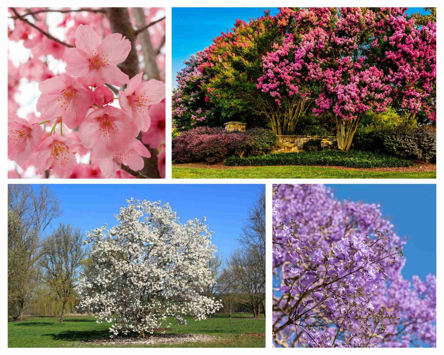 Memorial Tree Ideas: Honoring Loved Ones with Nature - Mornington Green ...