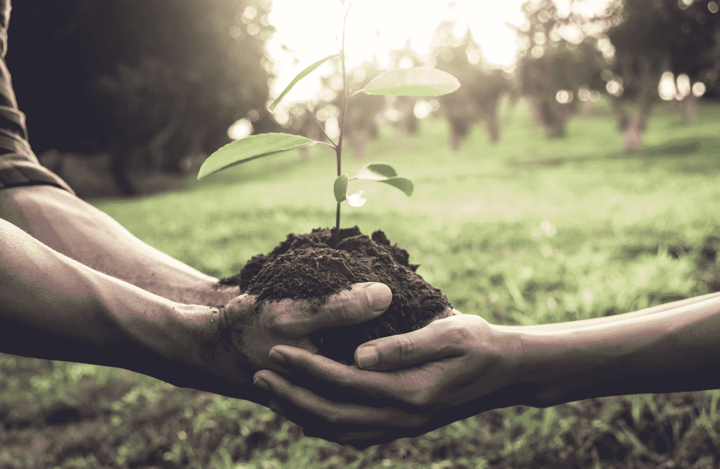 Tree Burial Australia: Pre-Plan Your Legacy - Mornington Green Legacy ...