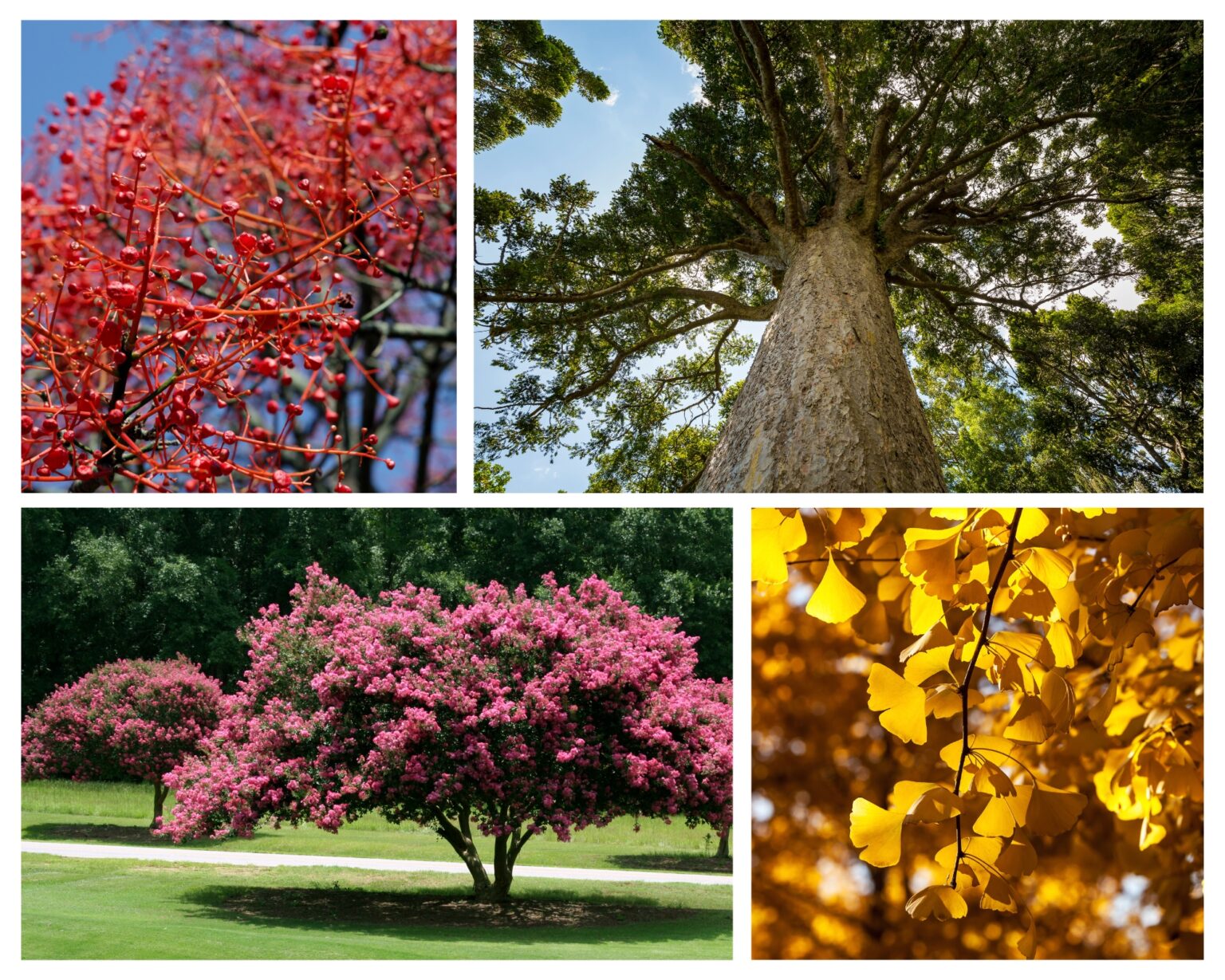 Memorial Tree Ideas: Honoring Loved Ones with Nature - Mornington Green ...
