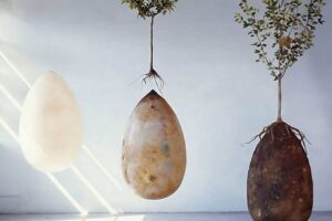 Tree Pod Burial in Australia: A Comprehensive Guide - Mornington Green ...