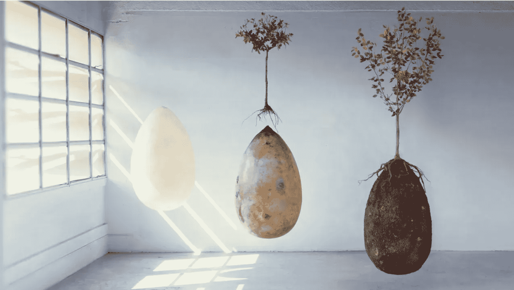 Tree Pod Burial in Australia: A Comprehensive Guide - Mornington Green ...