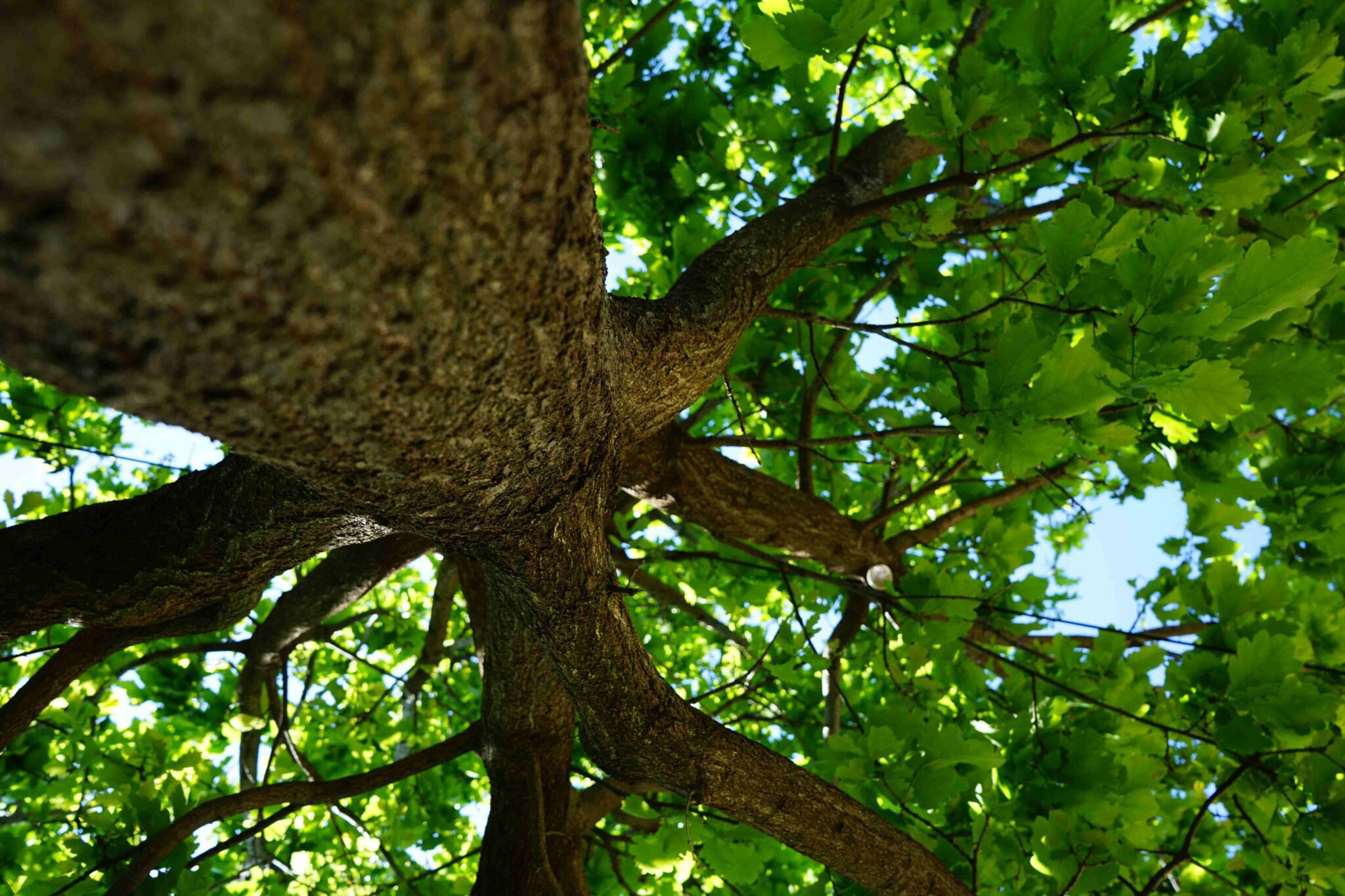 Tree Pod Burial in Australia: A Comprehensive Guide - Mornington Green ...