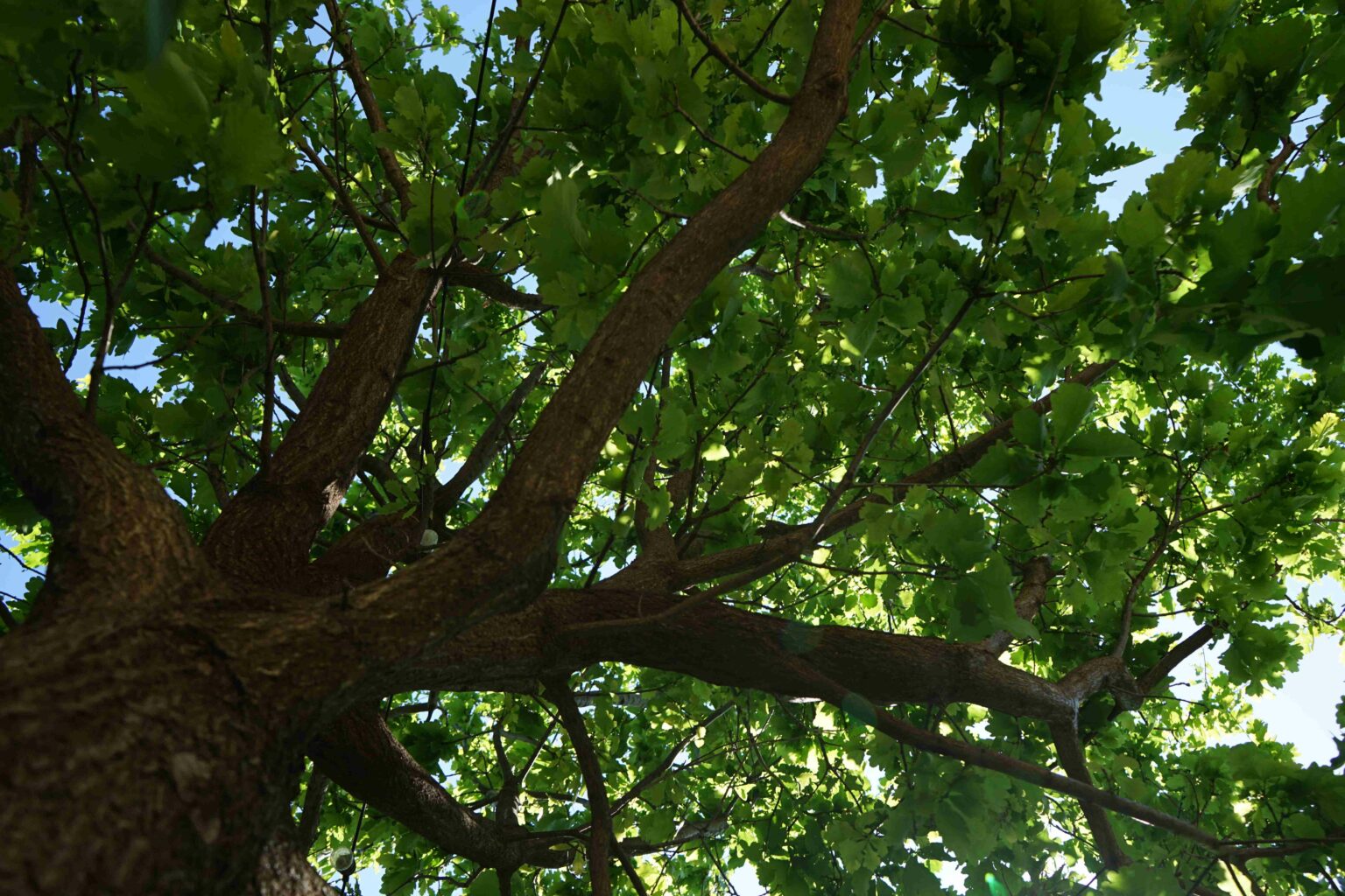 Alternative To Burials In Australia: Eco-Friendly Farewells ...