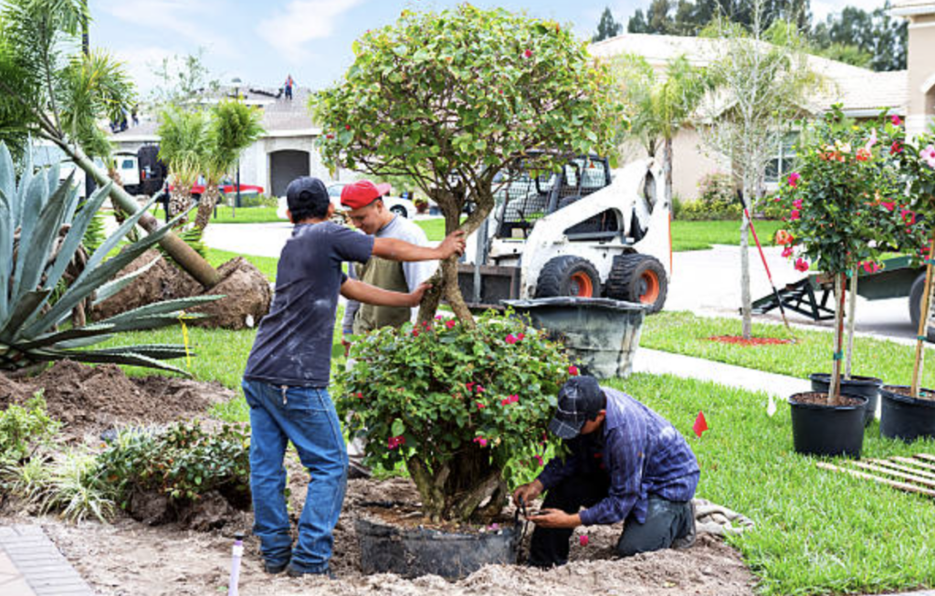 Tree Pod Burial in Australia: A Comprehensive Guide - Mornington Green ...