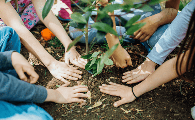 Planting A Memorial Tree in Australia: A Full Guide - Mornington Green ...