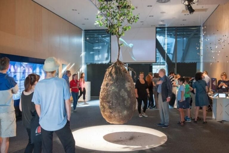Tree Pod Burial in Australia: A Comprehensive Guide - Mornington Green ...