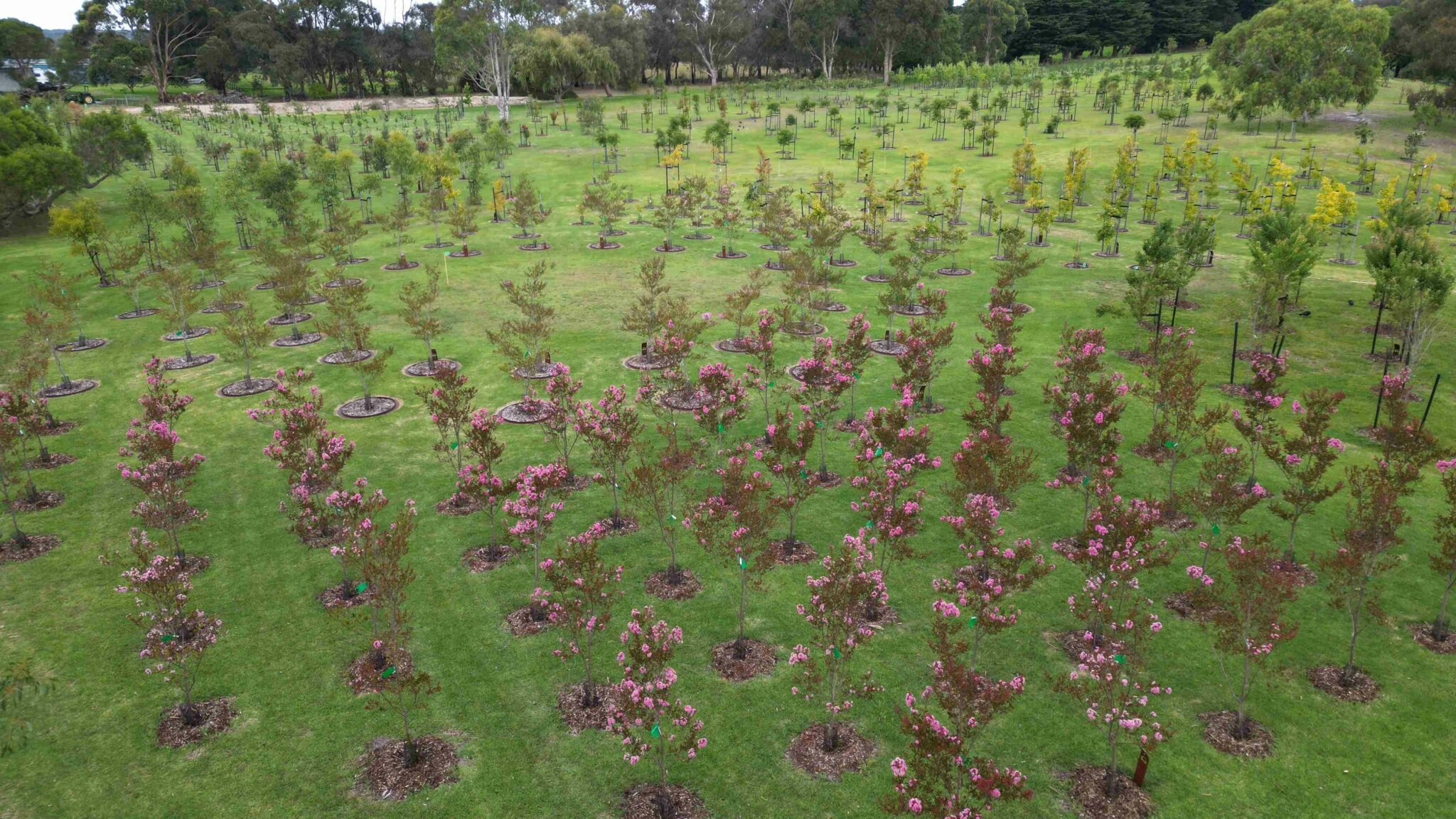 Burial Tree Pod Melbourne Australia: The Truth About It - Mornington ...