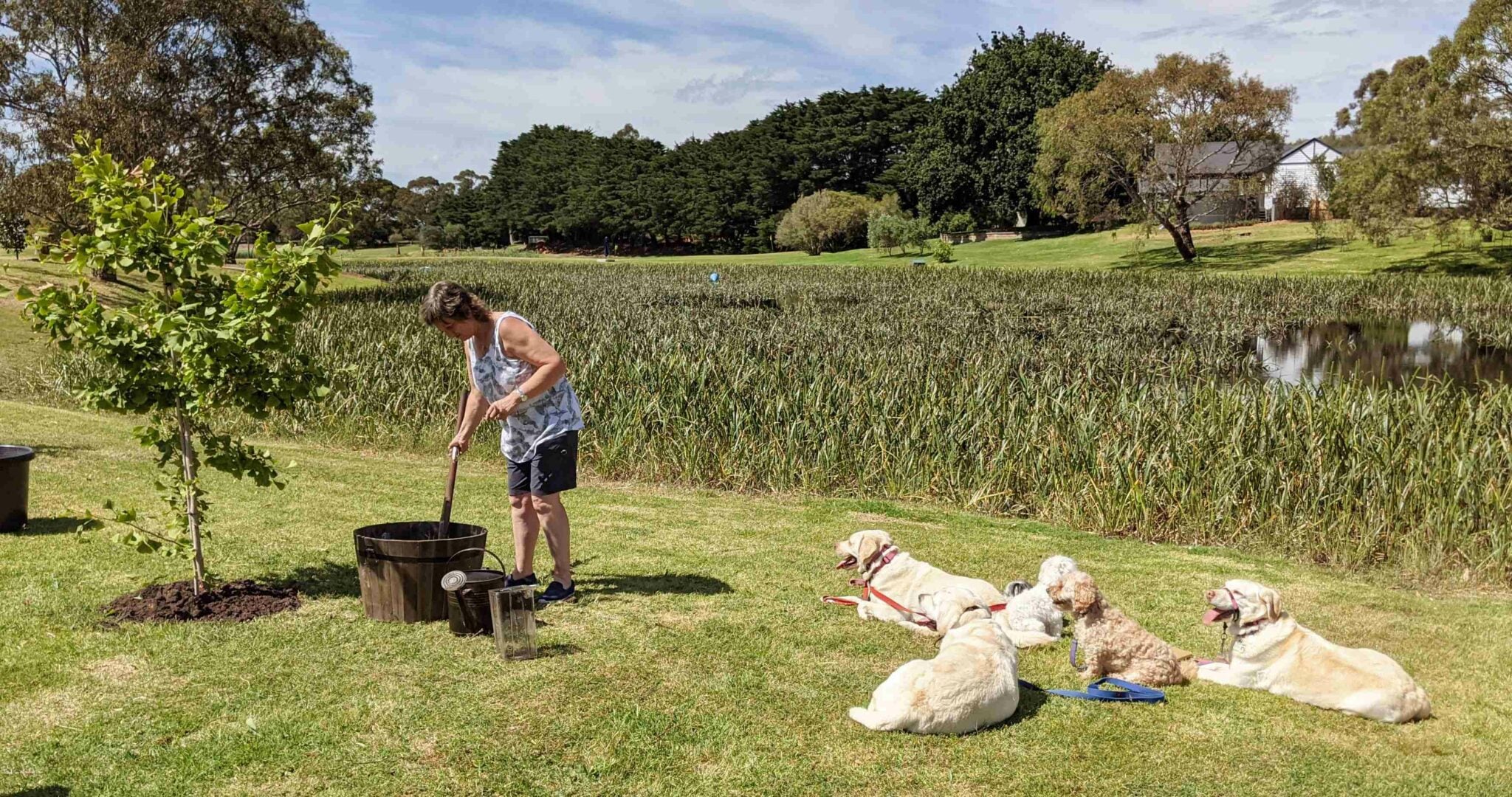 How To Bury A Dog In Australia: A Comprehensive Guide - Mornington ...