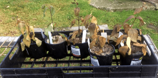 The Science Behind Turning Ashes into Trees: Living Legacy Forest and ...