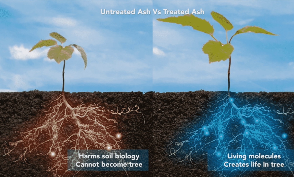 Can I Be Buried Under A Tree? - Mornington Green Legacy Gardens