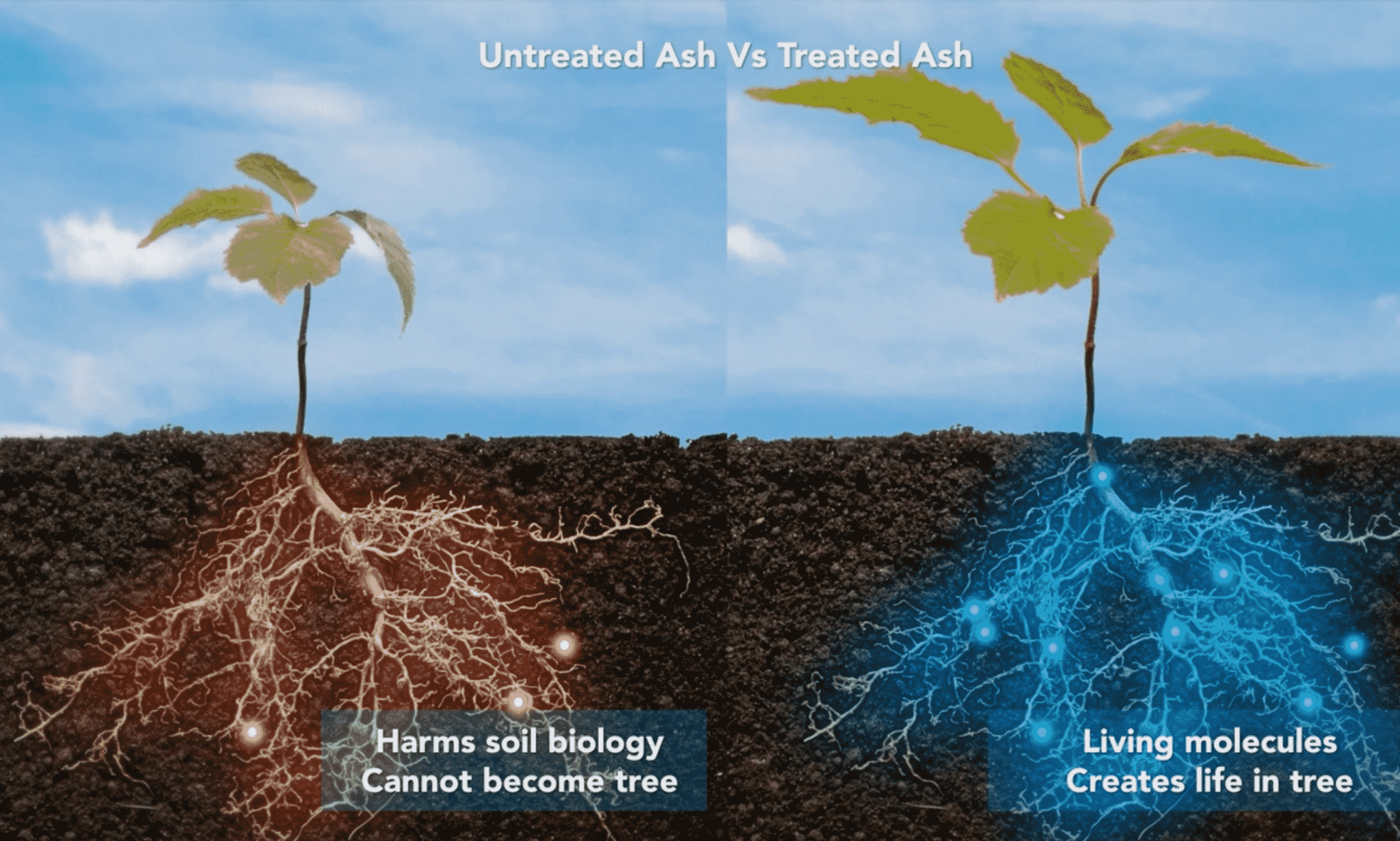 Can I Be Buried Under A Tree? - Mornington Green Legacy Gardens