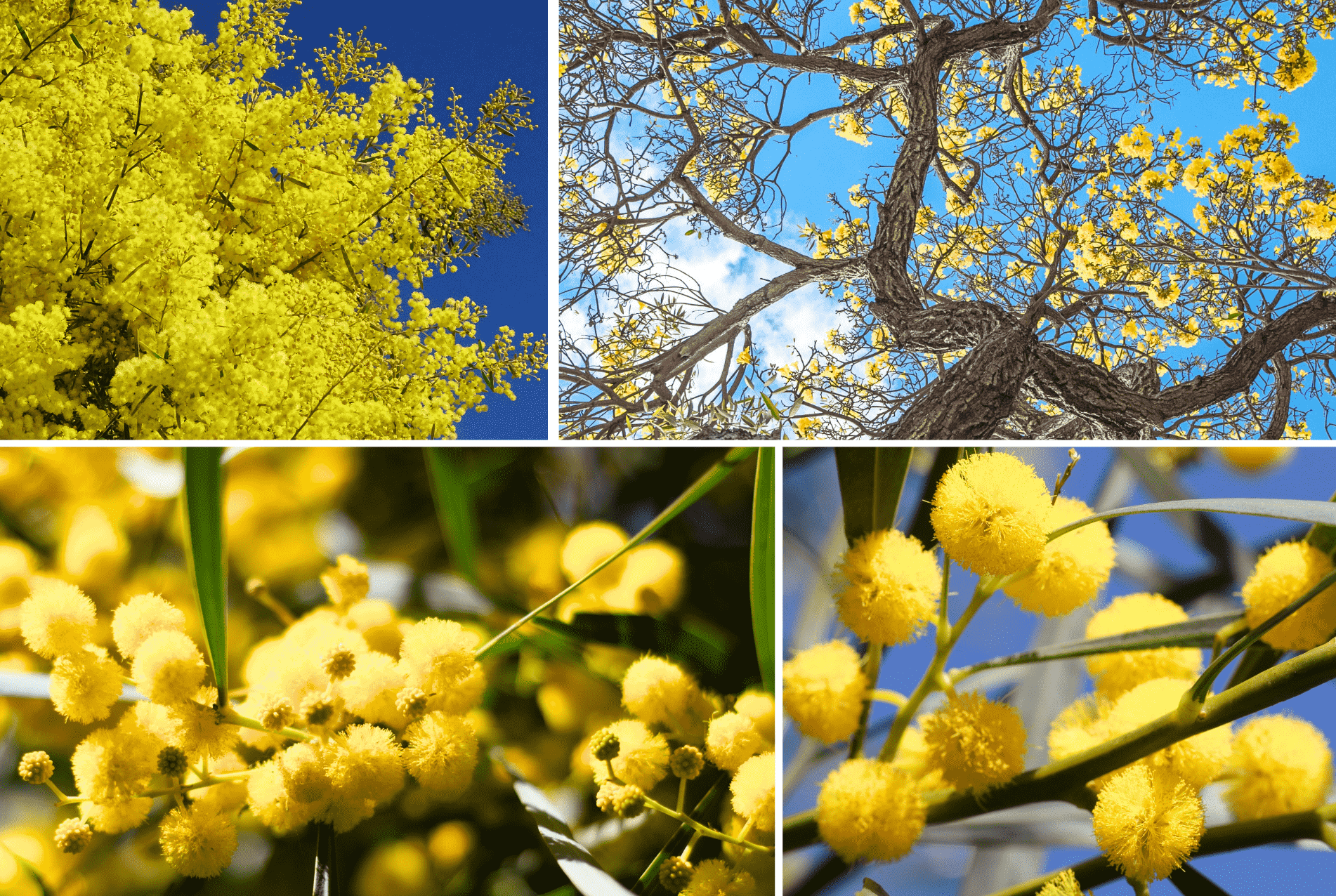 Best Memorial Trees Australia: Living Legacy Options - Mornington Green ...