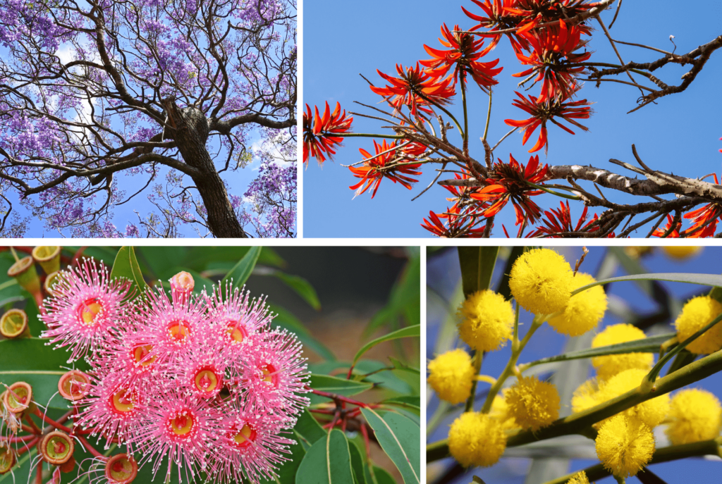 Buried As A Tree In Australia - Mornington Green Legacy Gardens