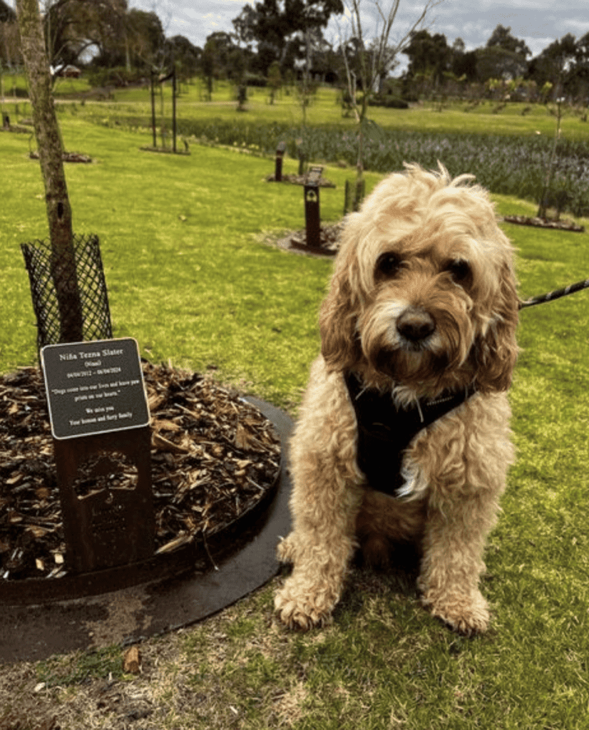 Memorial Tree For Family In Australia - Ashes Into Trees