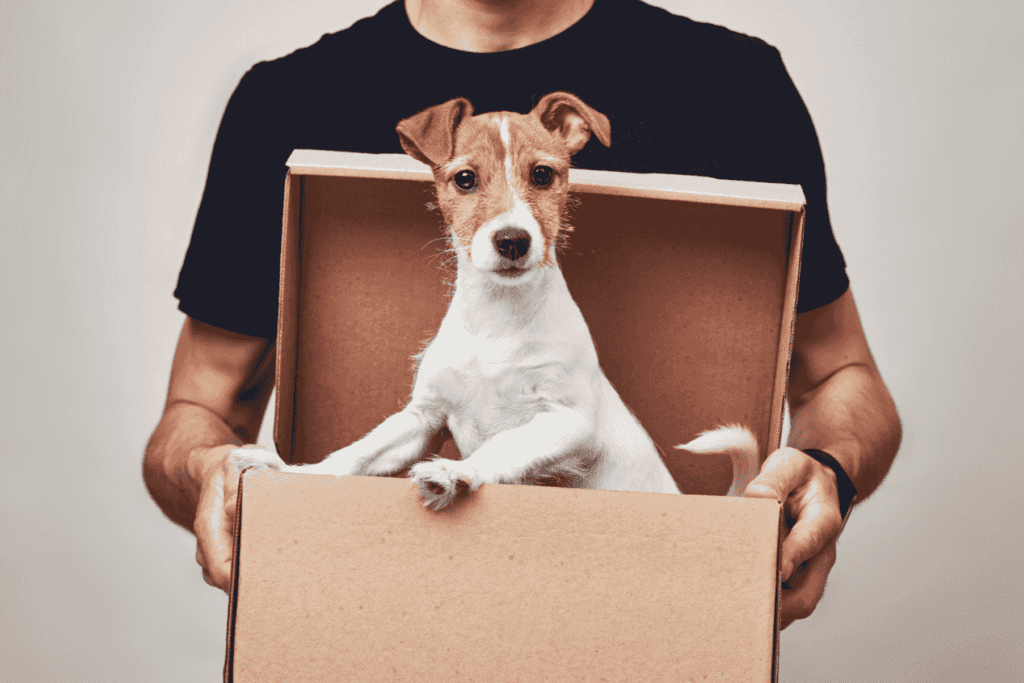 Top 10 Dog Memorial Ideas Australia - Mornington Green Legacy Gardens