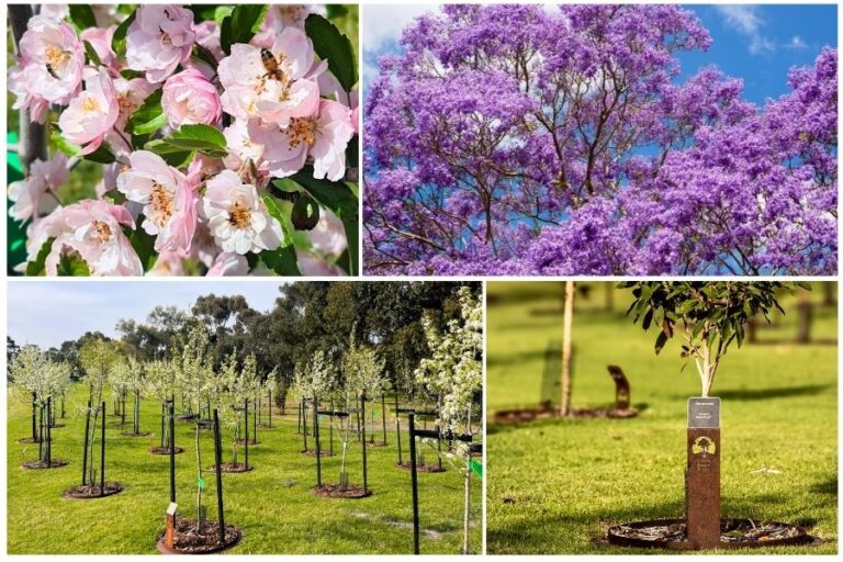 Human Composting Australia: A Comprehensive Guide - Mornington Green ...