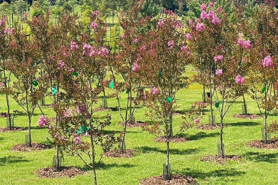 Memorial Tree For Family In Australia - Ashes Into Trees