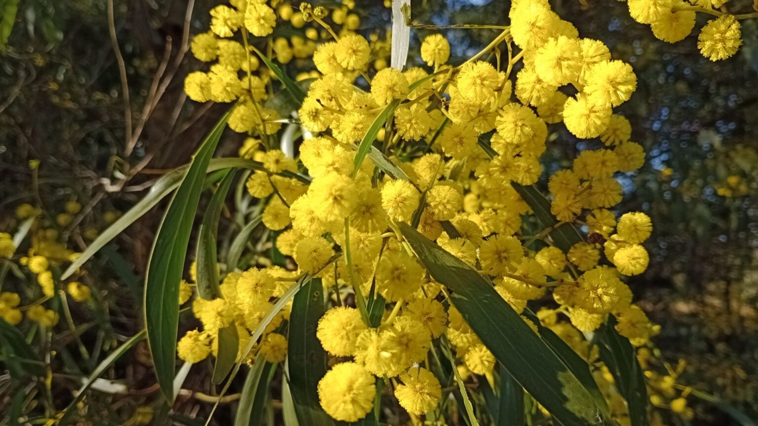 Golden Wattle - Mornington Green Legacy Gardens